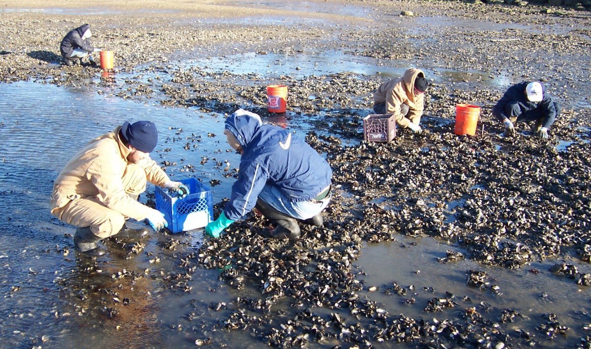 Mussel Watch Programme - ROPME